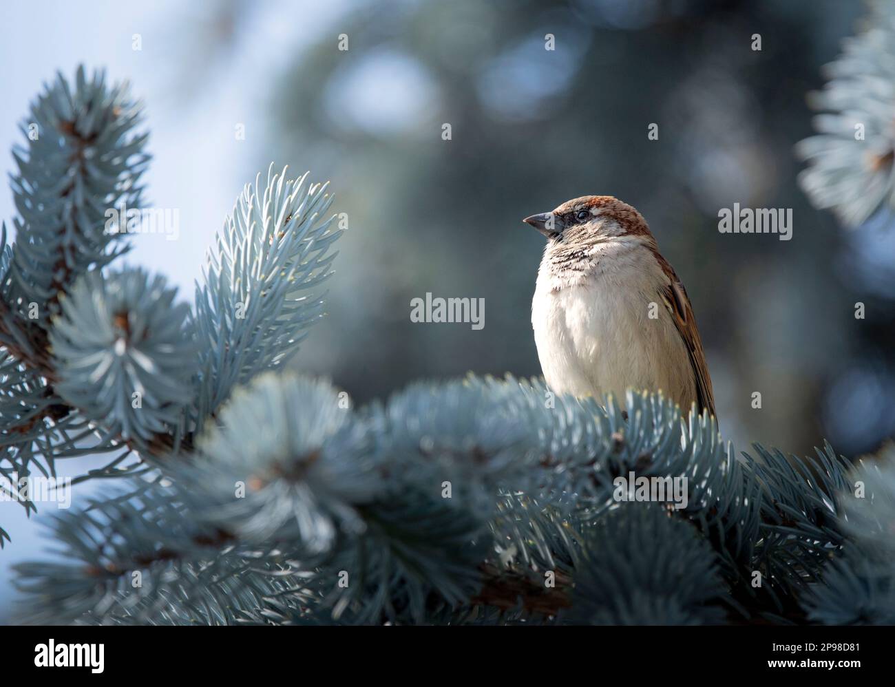 The field sparrow is a bird from the sparrow family. It is one of the ...