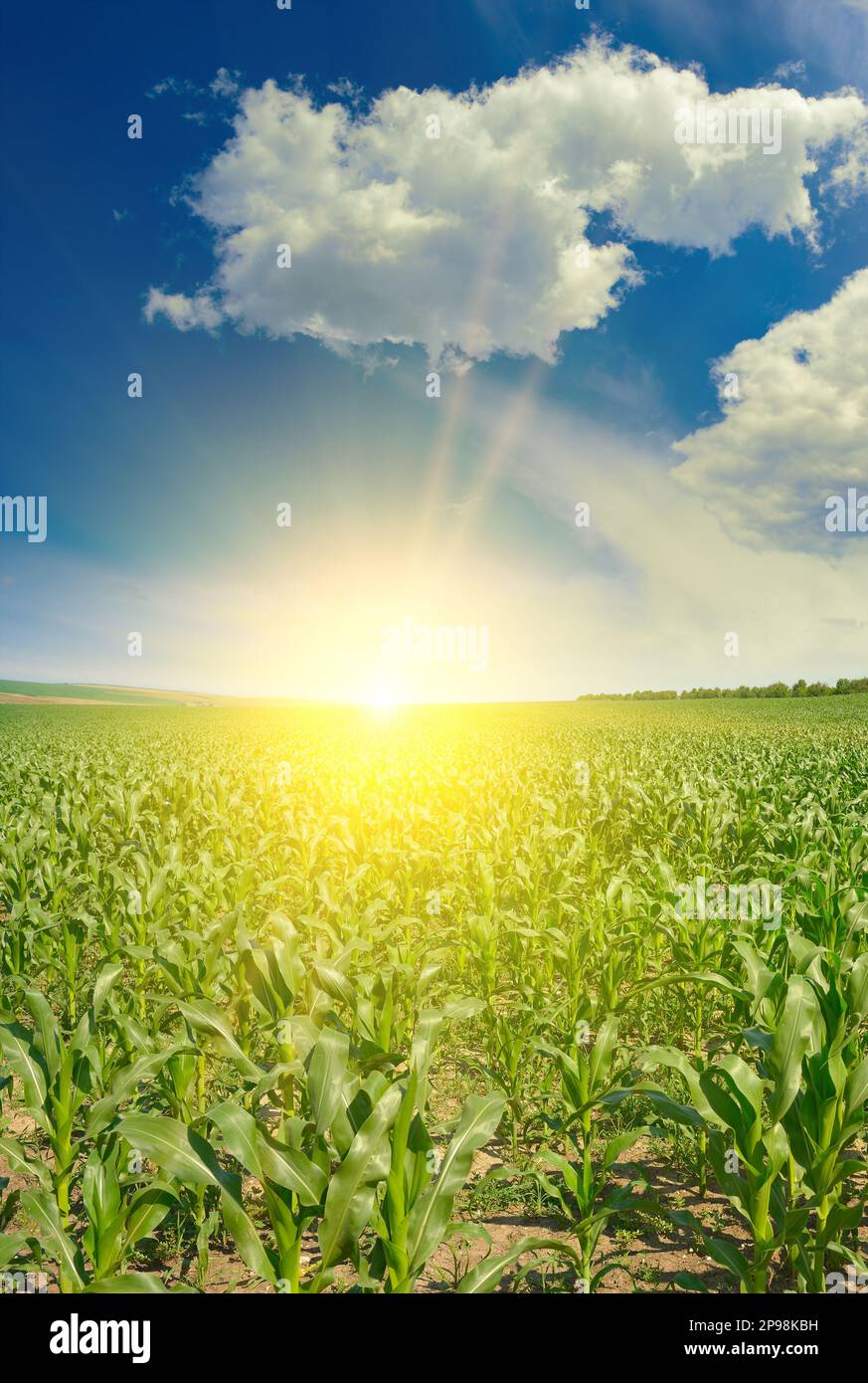 Beautiful vegetable field hi-res stock photography and images - Alamy