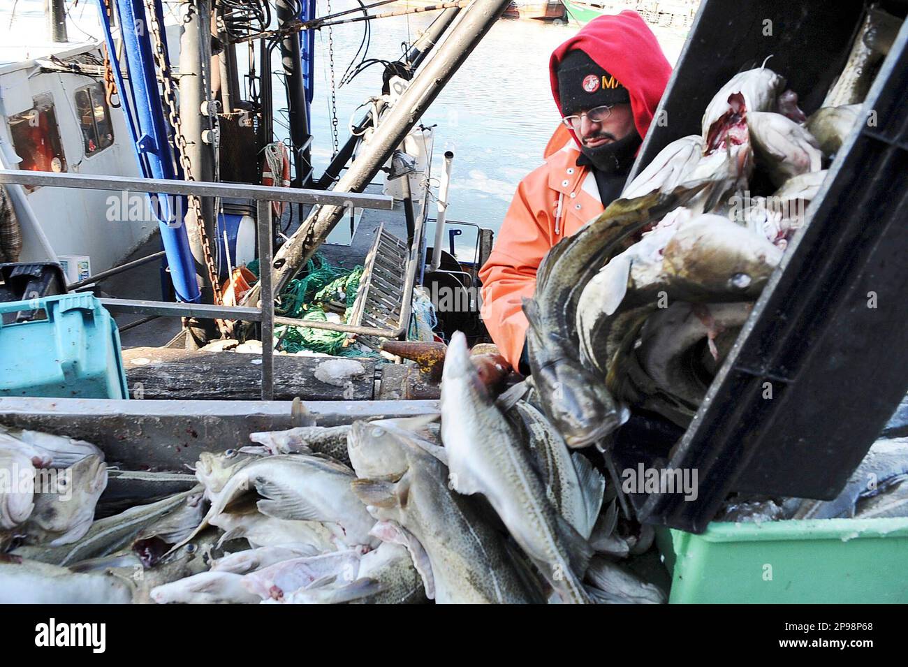 Dockworker Dominic Giovinco, of Gloucester, Mass., unloads cod from the ...