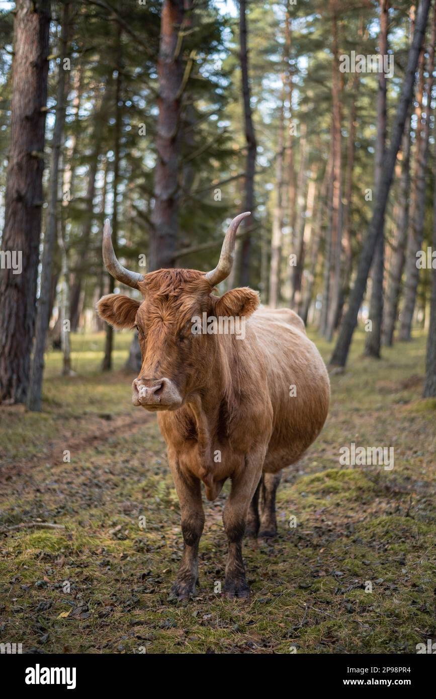 Semi-wild cow (Highland breed) at the Engure lake nature park in Latvia ...