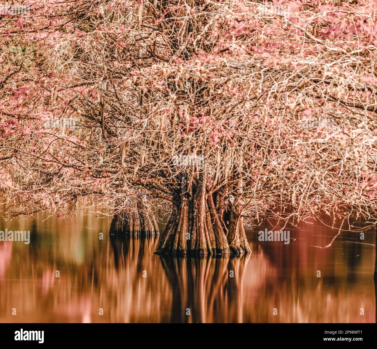 A mystical huge tree in tranquil pond setting eliciting calming ...