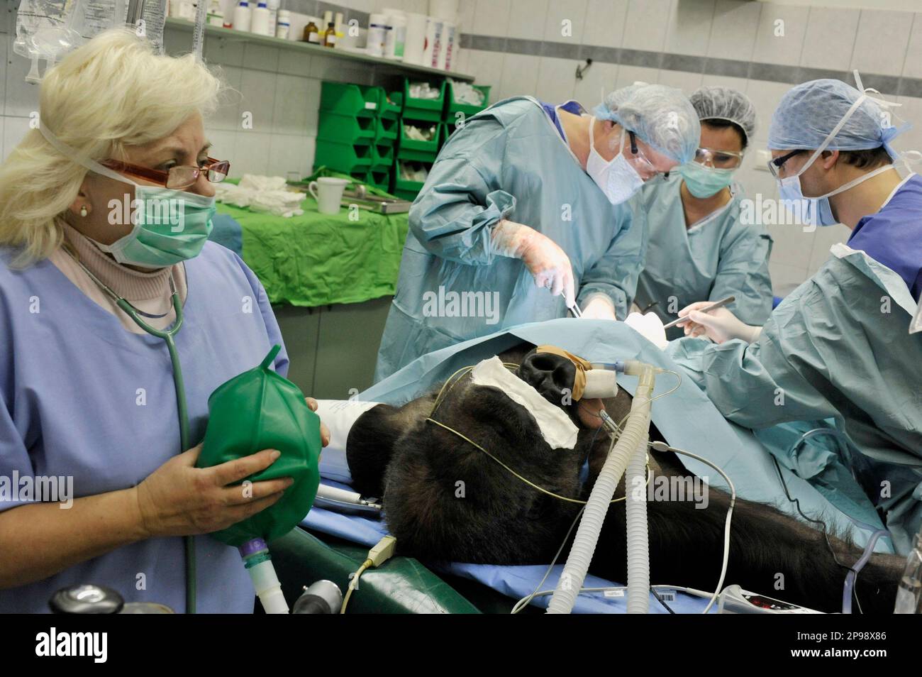 Human surgeons operate the Budapest Zoo's oldest gorilla Liesel in ...