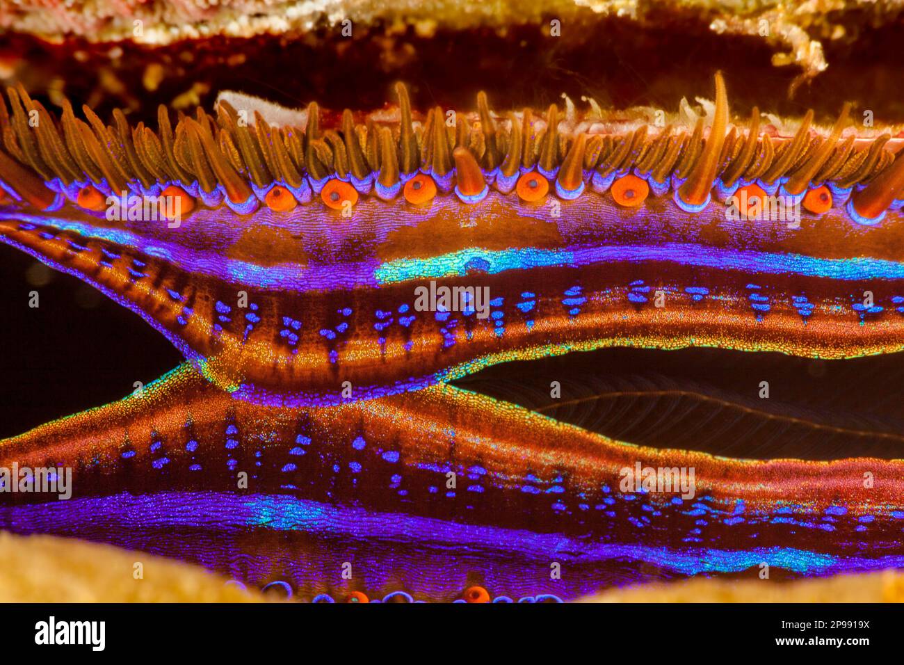 Blue corals under sea fiji hi-res stock photography and images - Alamy