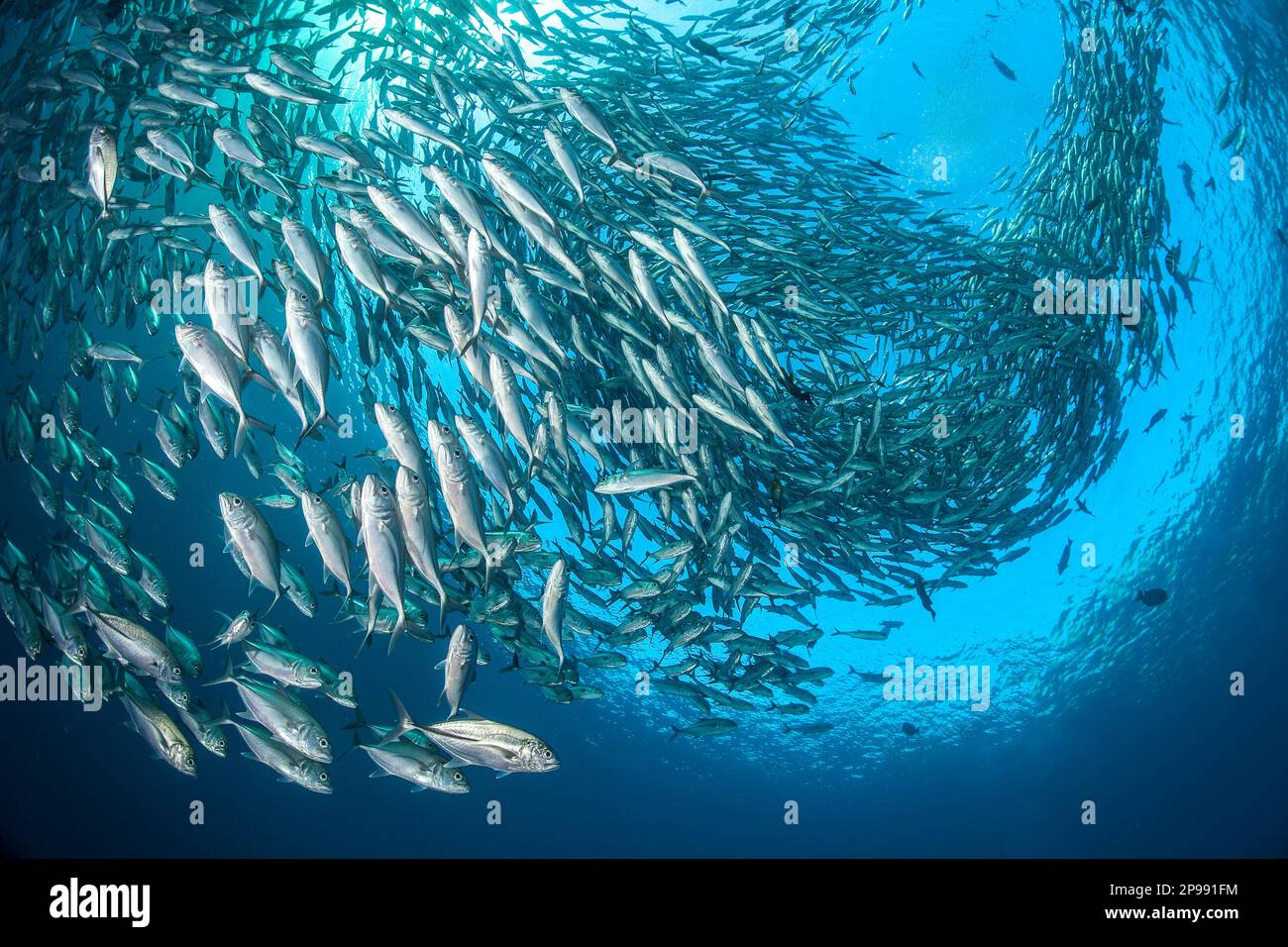 Schooling bigeye jacks, Caranx sexfasciatus, above the Liberty Wreck in ...