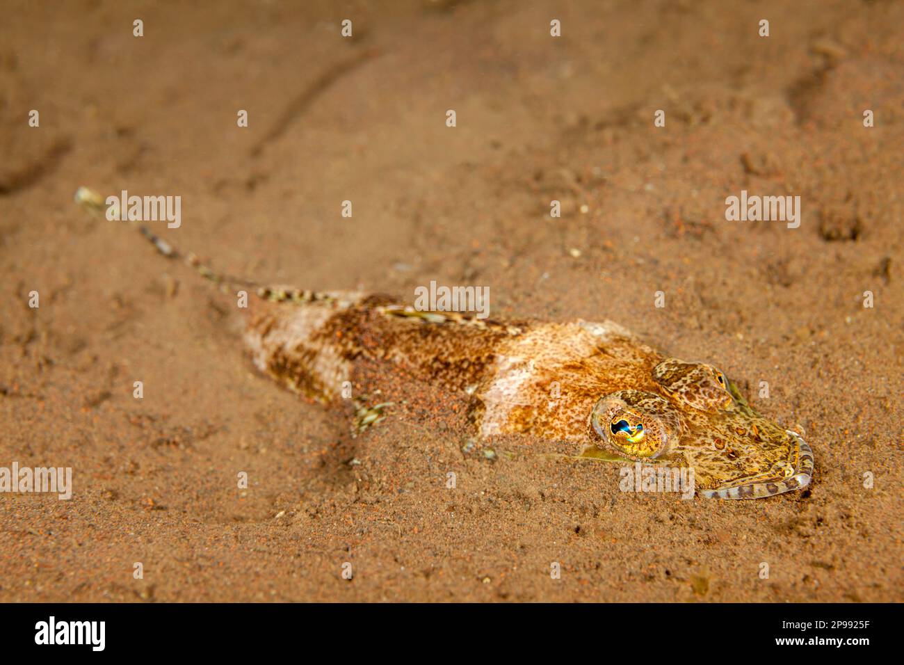 Fringe lip flathead fish hi-res stock photography and images - Alamy