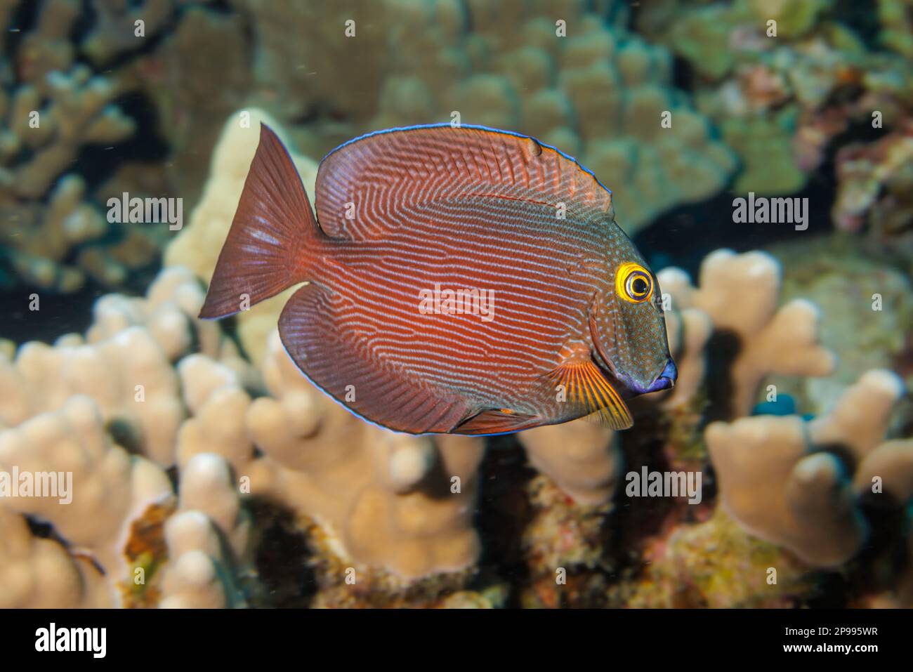 The goldring tang, Ctenochaetus strigosus, is recognized as endemic to ...