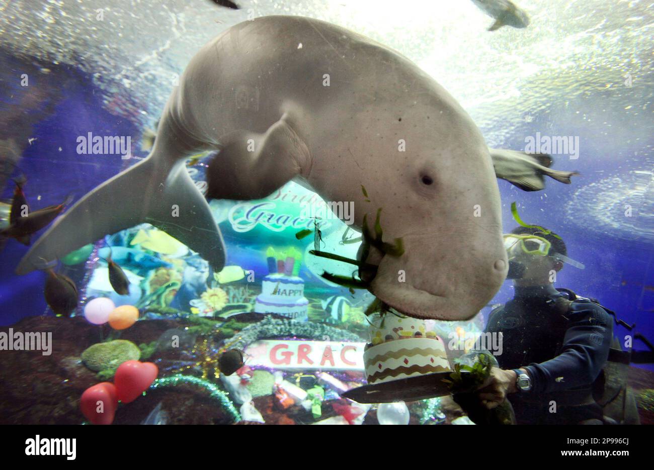 Marine mammal trainer Daniel Ng presents Gracie, a resident Sea Cow ...
