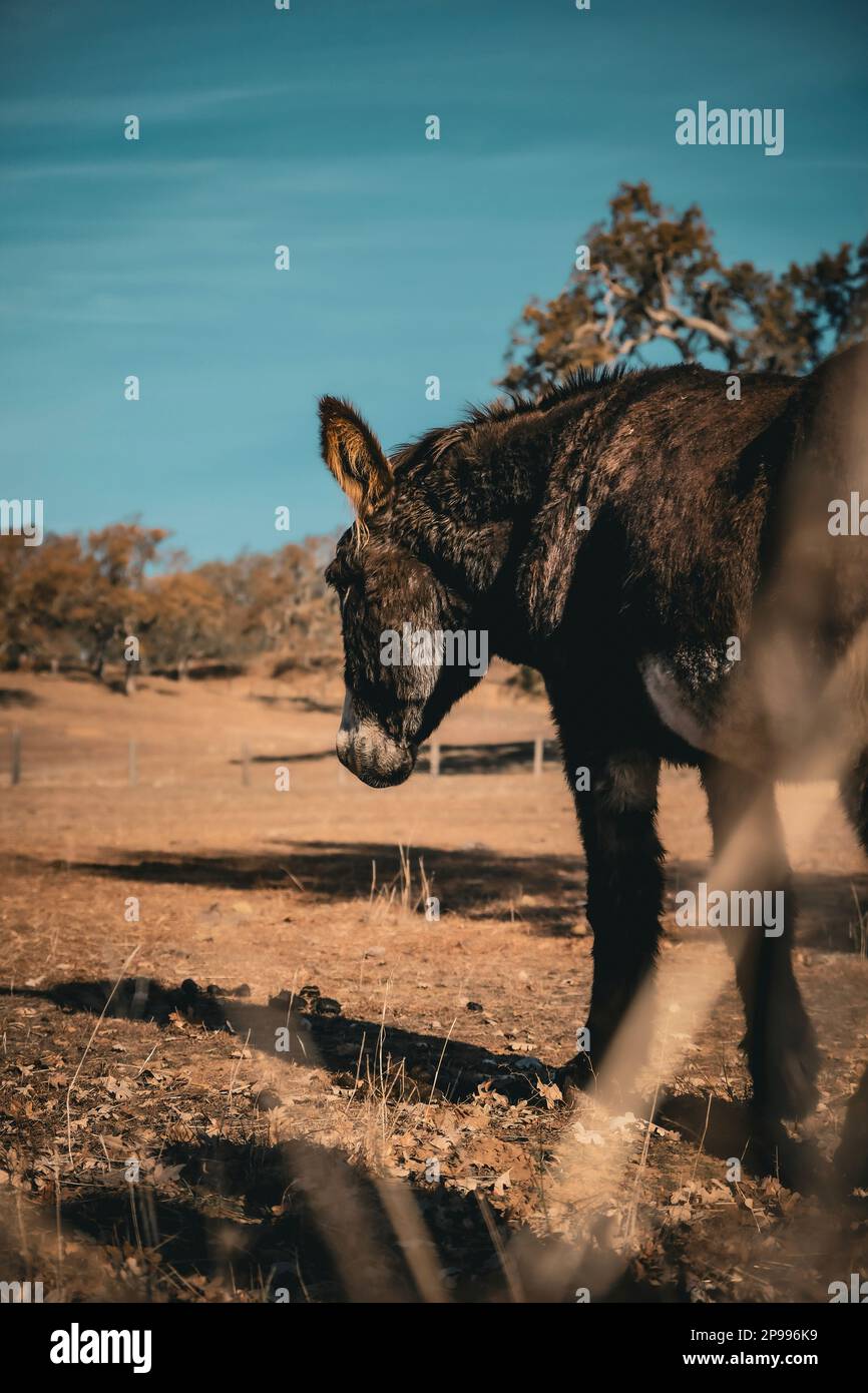 A vertical shot of a donkey standing in the field, blue sky in the ...