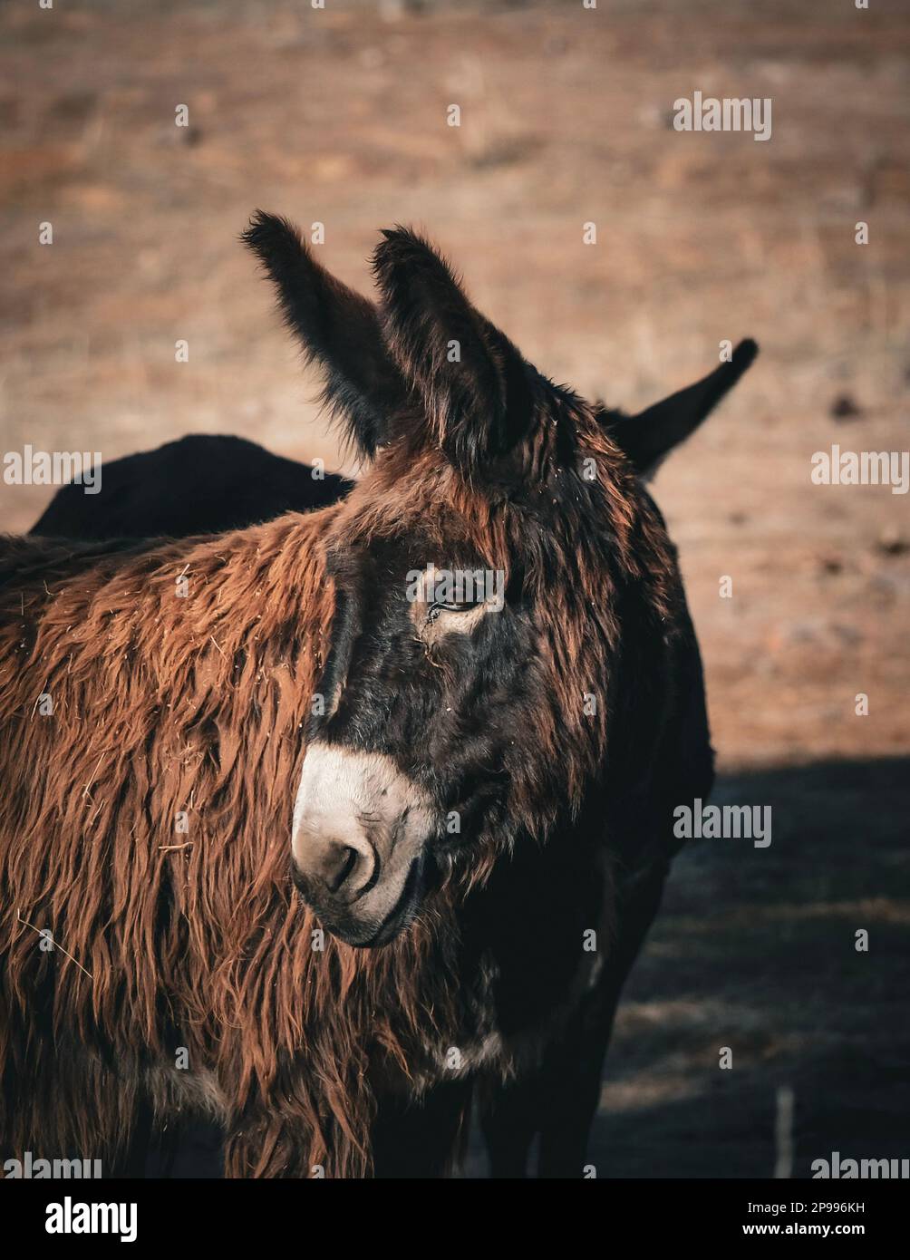 A vertical shot of a poitou donkey standing alone in an arid field ...