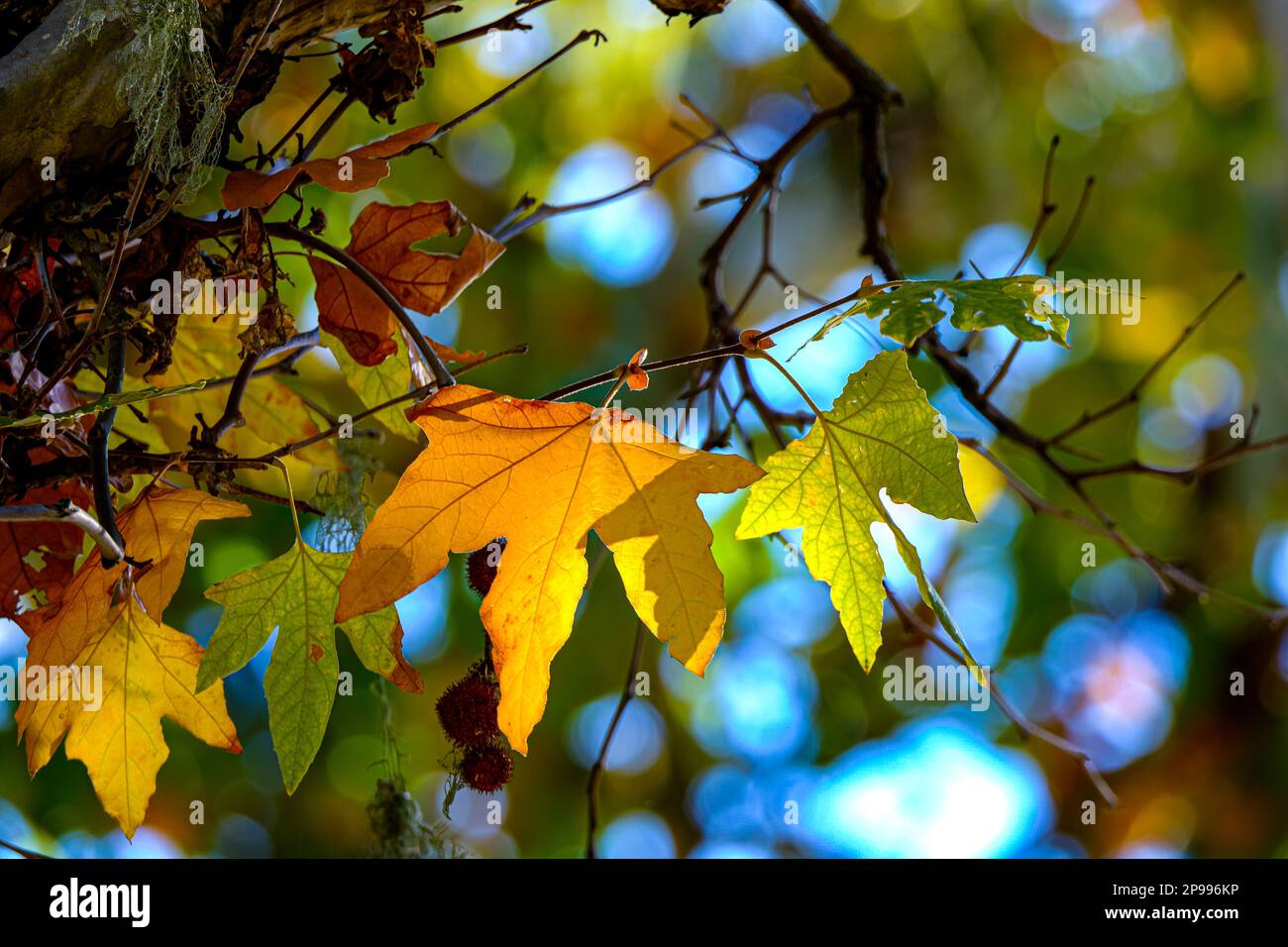 A closeup of a tree branch with vibrant yellow and green leaves ...