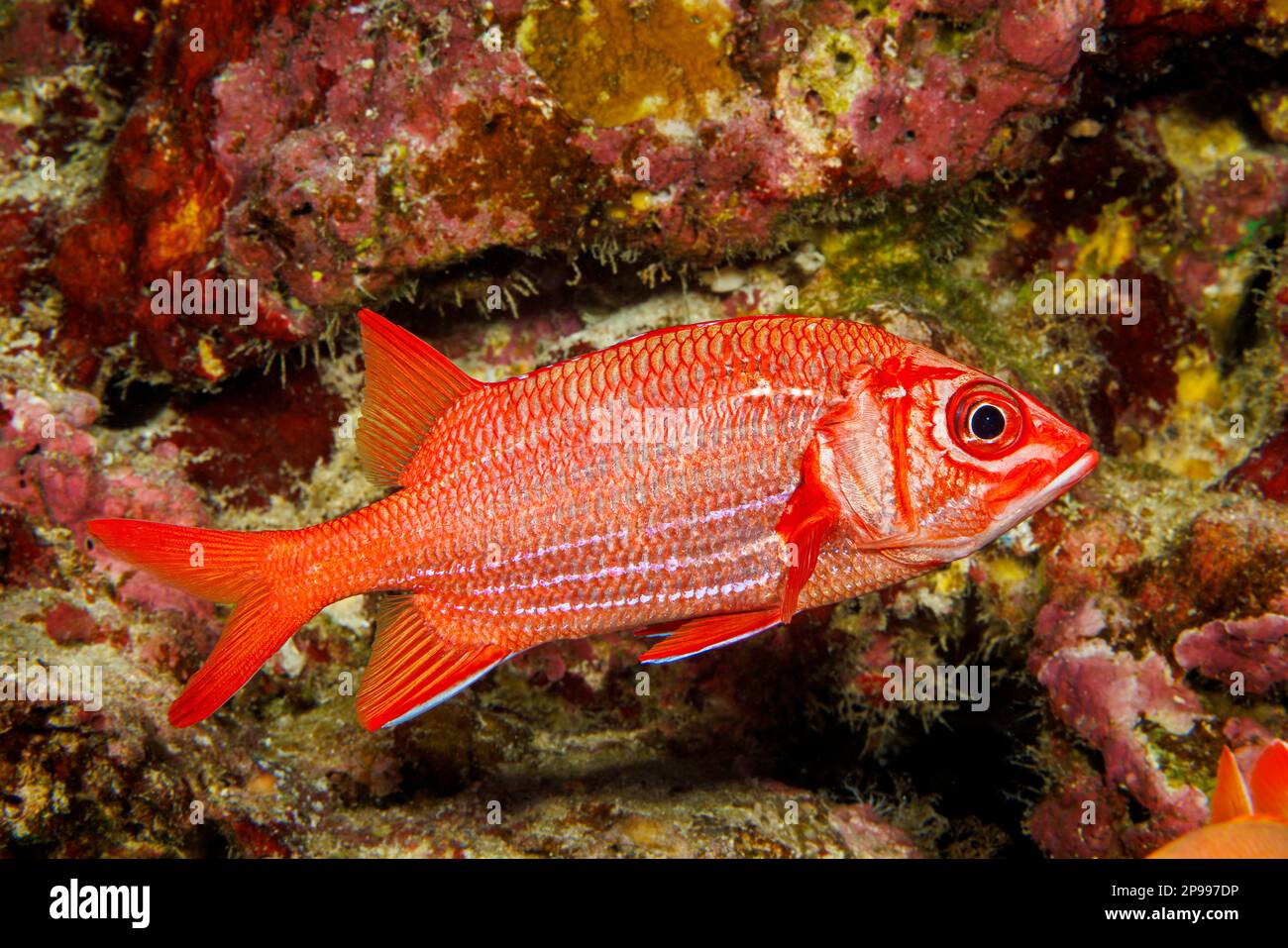 The bluestripe squirrelfish, Sargocentron tiere, is also referred to as a blue-lined ...