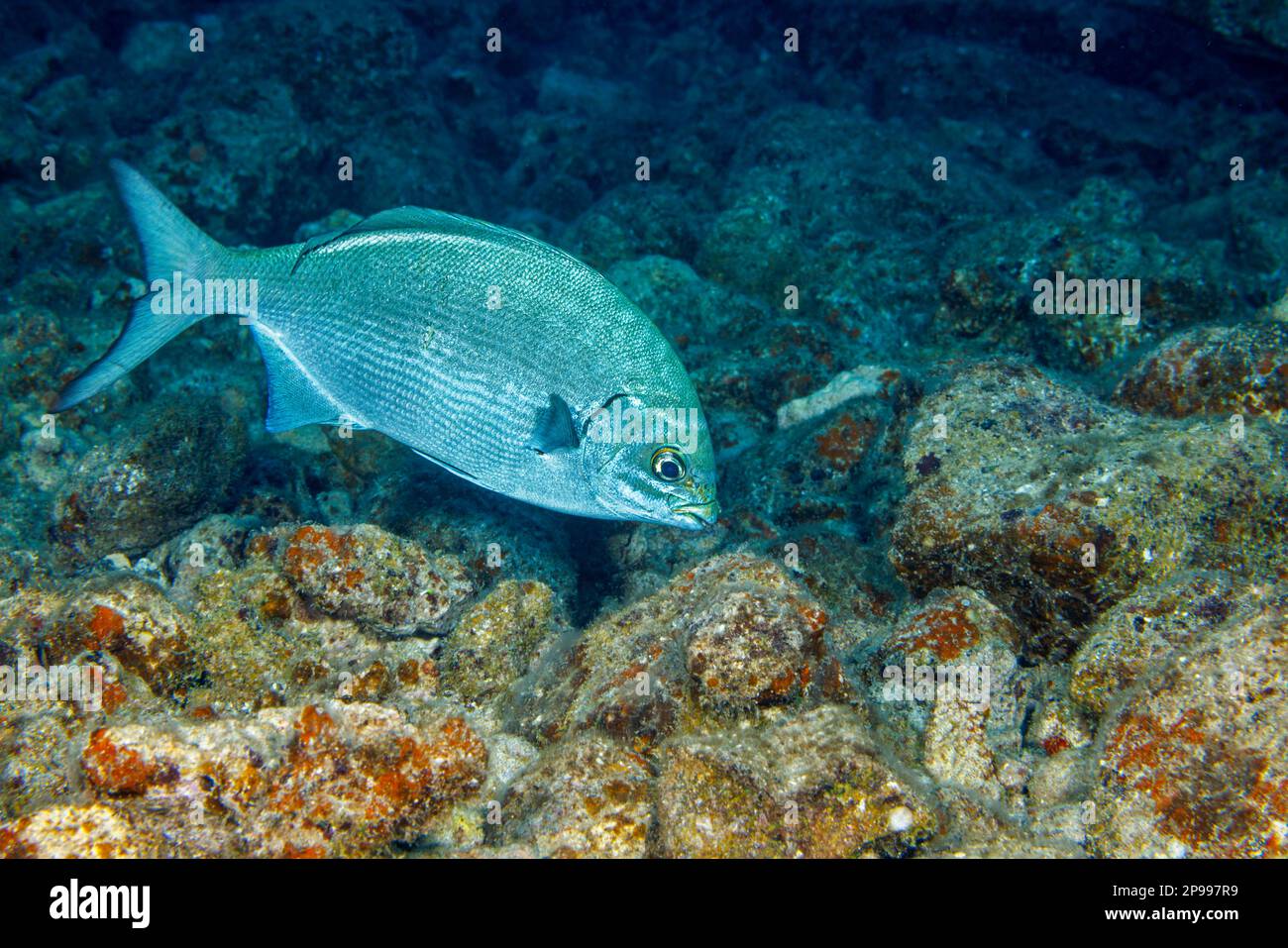 Pacific chub kyphosus sandwicensis hi-res stock photography and images ...