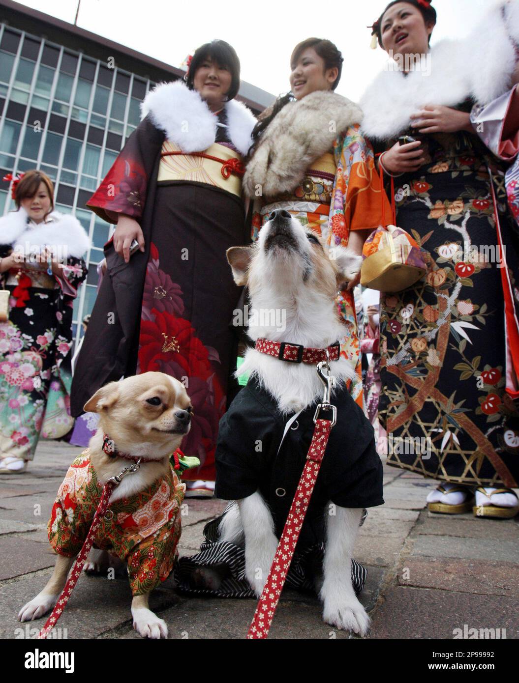 Man's best friends Mametee, left, and Yaya in a full dress sit by ...