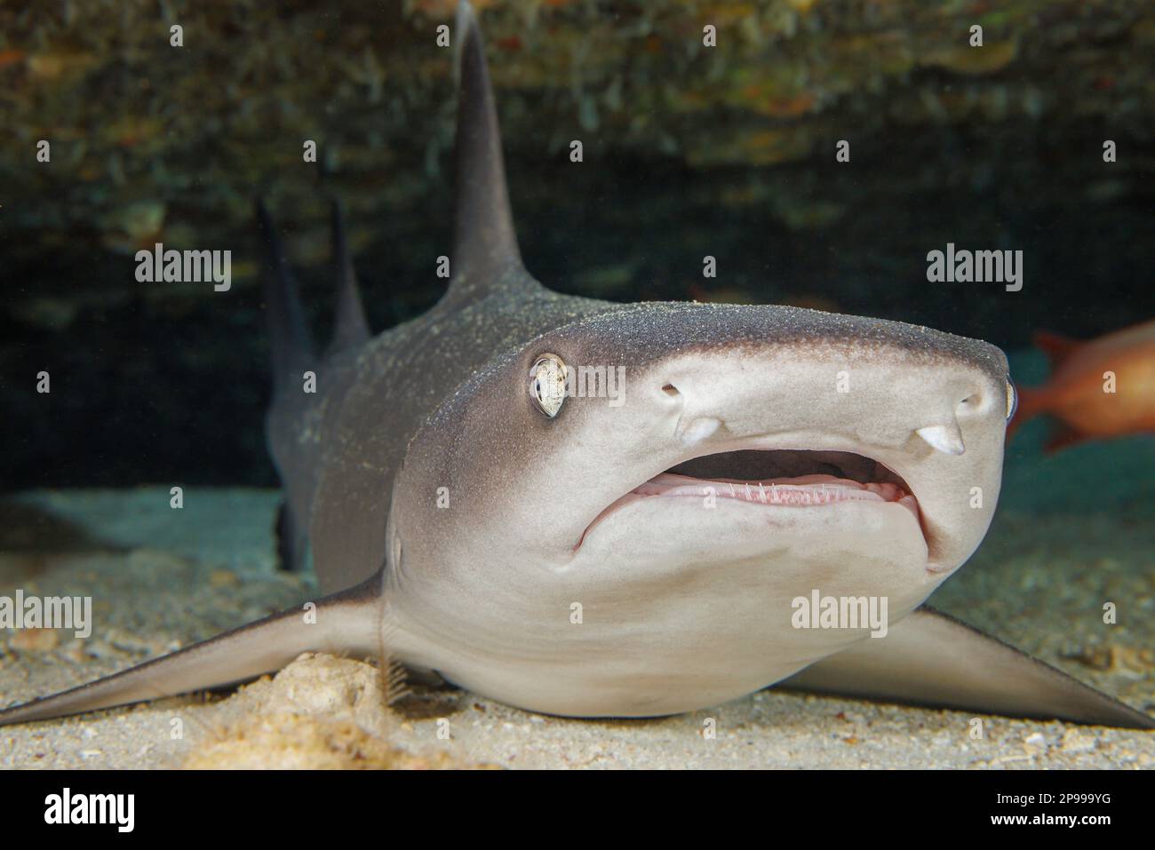 Whitetip reef sharks, Triaenodon obesus, are one of the few species of ...