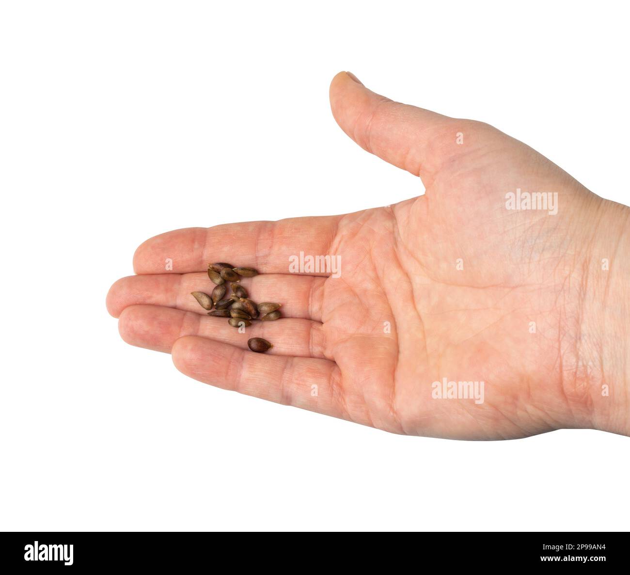 Hand apple pip hi-res stock photography and images - Alamy