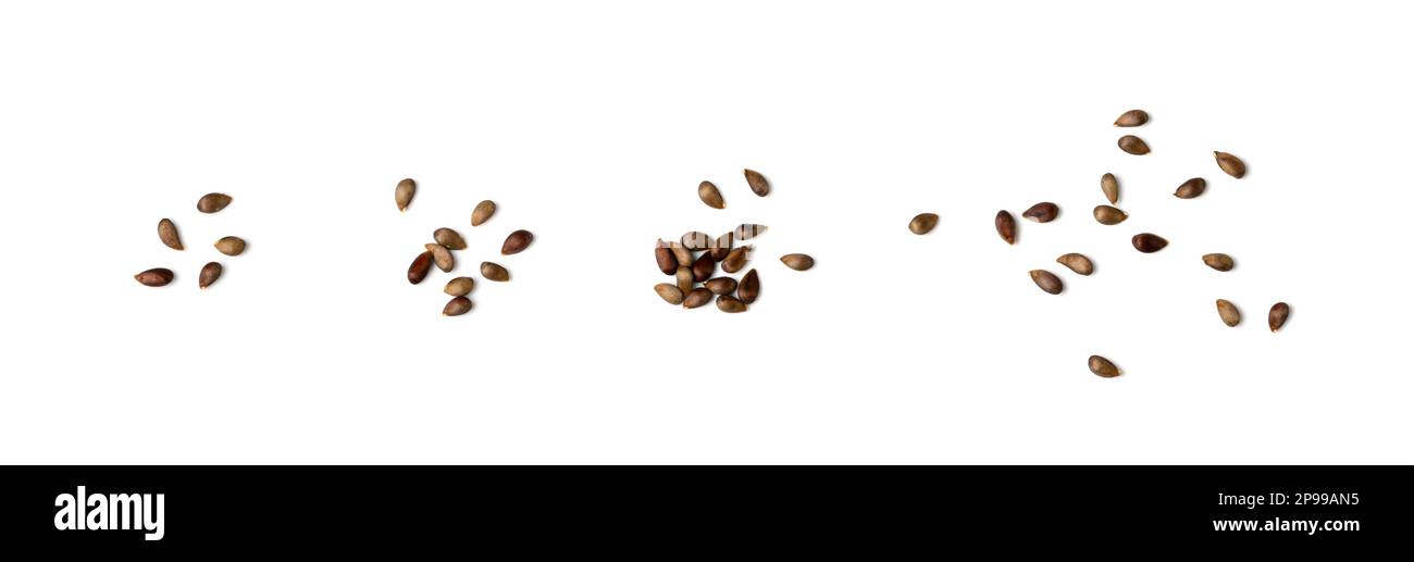 Apple Seed Isolated, Apples Seeds Group on White Background Top View ...