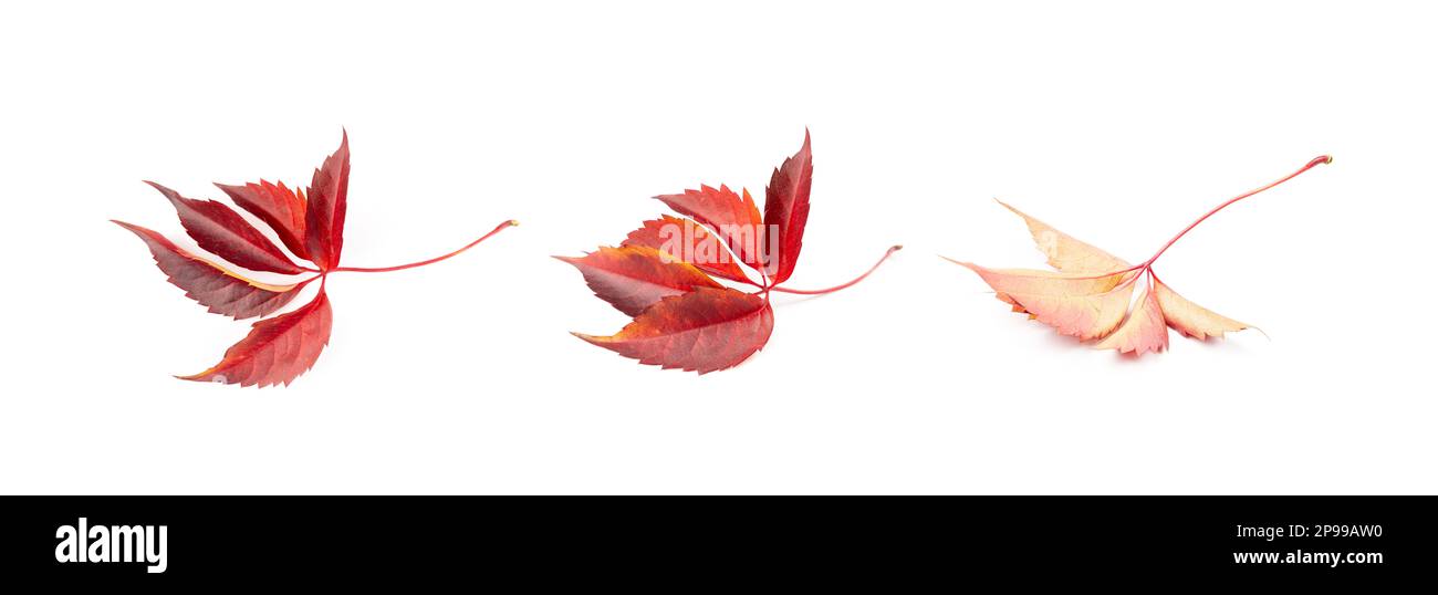 Autumn Leaf Set Isolated, Colored Autumn Maiden Grapes Leaves, Red ...