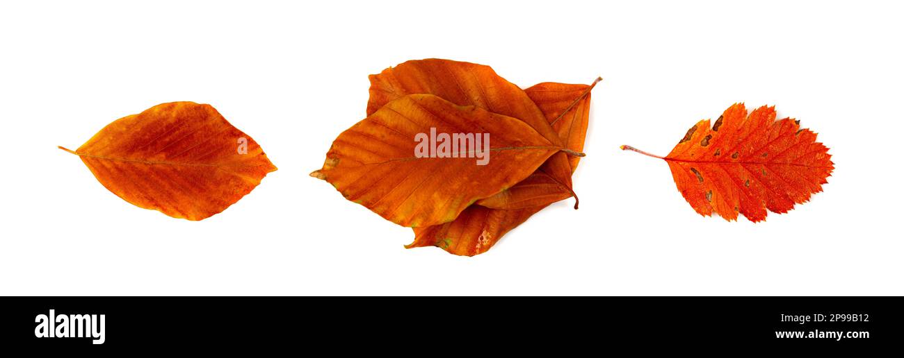Autumn Leaf Set Isolated, Colored Autumn Tree Leaves, Red Orange ...