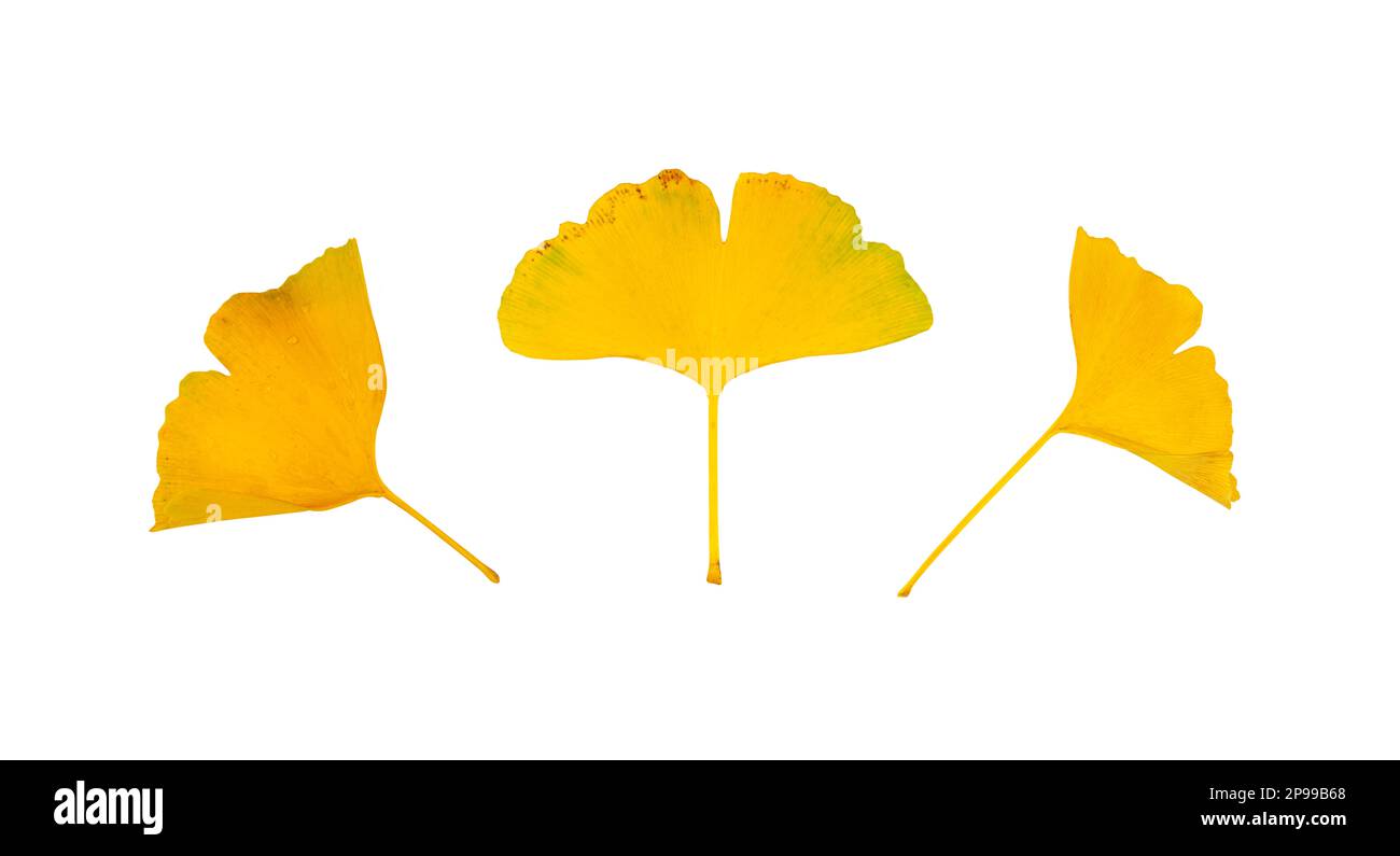 Yellow Ginkgo Biloba Leaves Isolated, Gingko Golden Leaf Set, Autumn ...