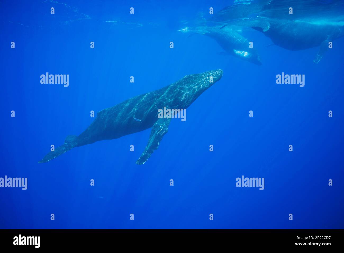 Humpback whale, Megaptera novaeangliae, underwater, Hawaii Stock Photo ...