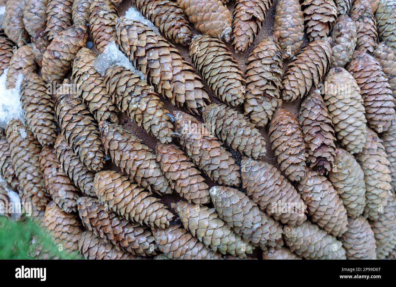 Heap of dry pine cones without seeds. Installation with pine cones ...