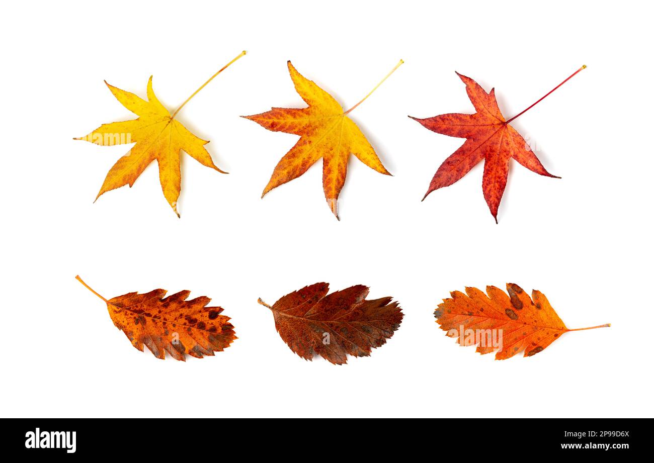 Autumn Leaf Set Isolated, Colored Autumn Tree Leaves, Red Orange ...