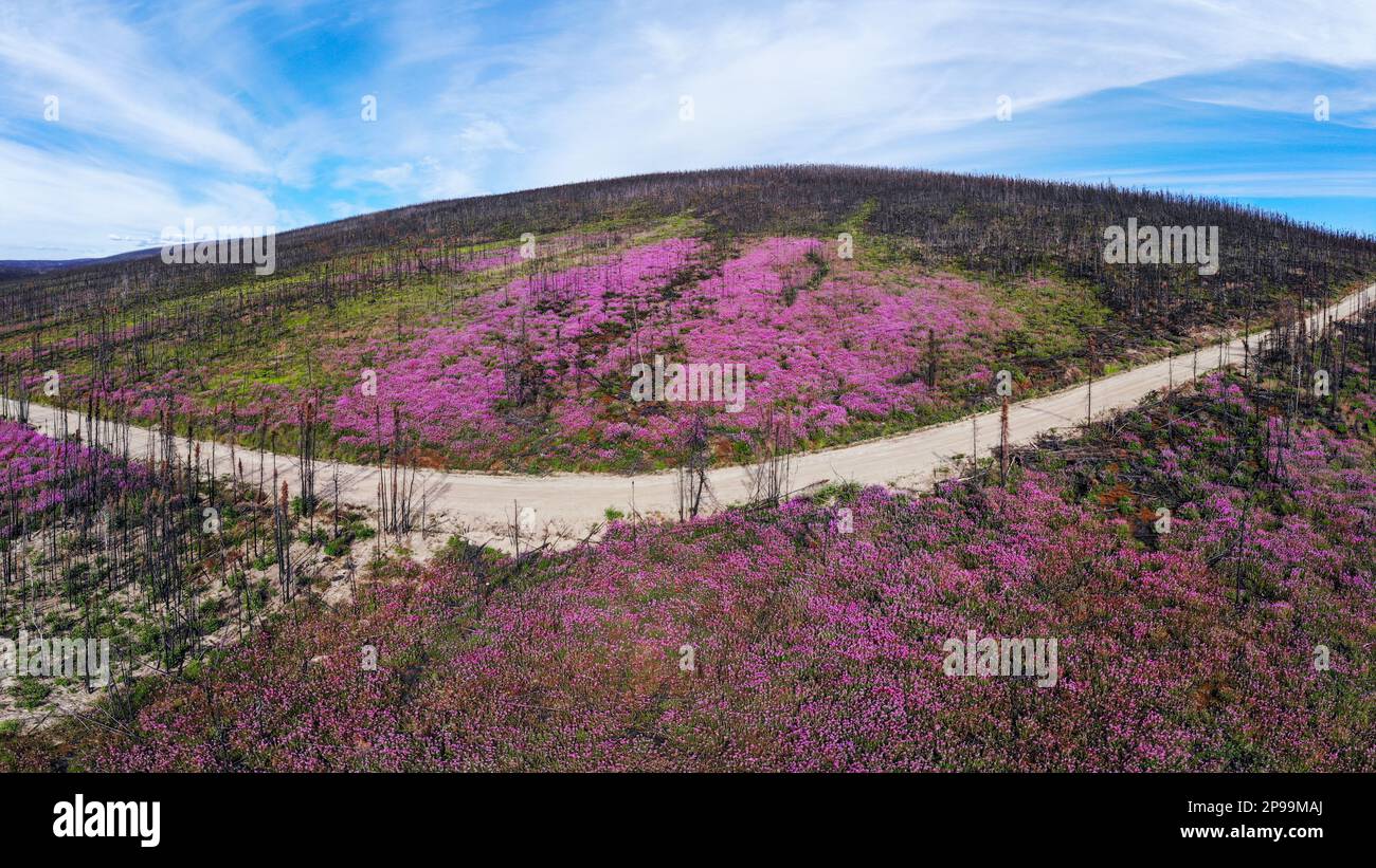 Aerial view of landscape in northern Canada, Yukon Territory with pink ...