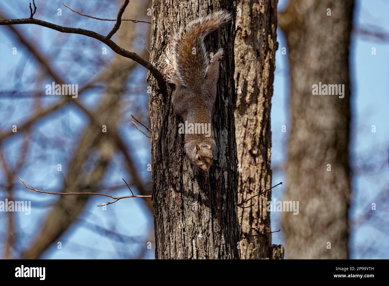 Vertical grey squirrel climbing tree hi-res stock photography and ...