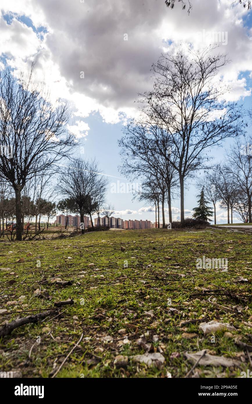 Low-level image of a park with greenery and branches of various ...