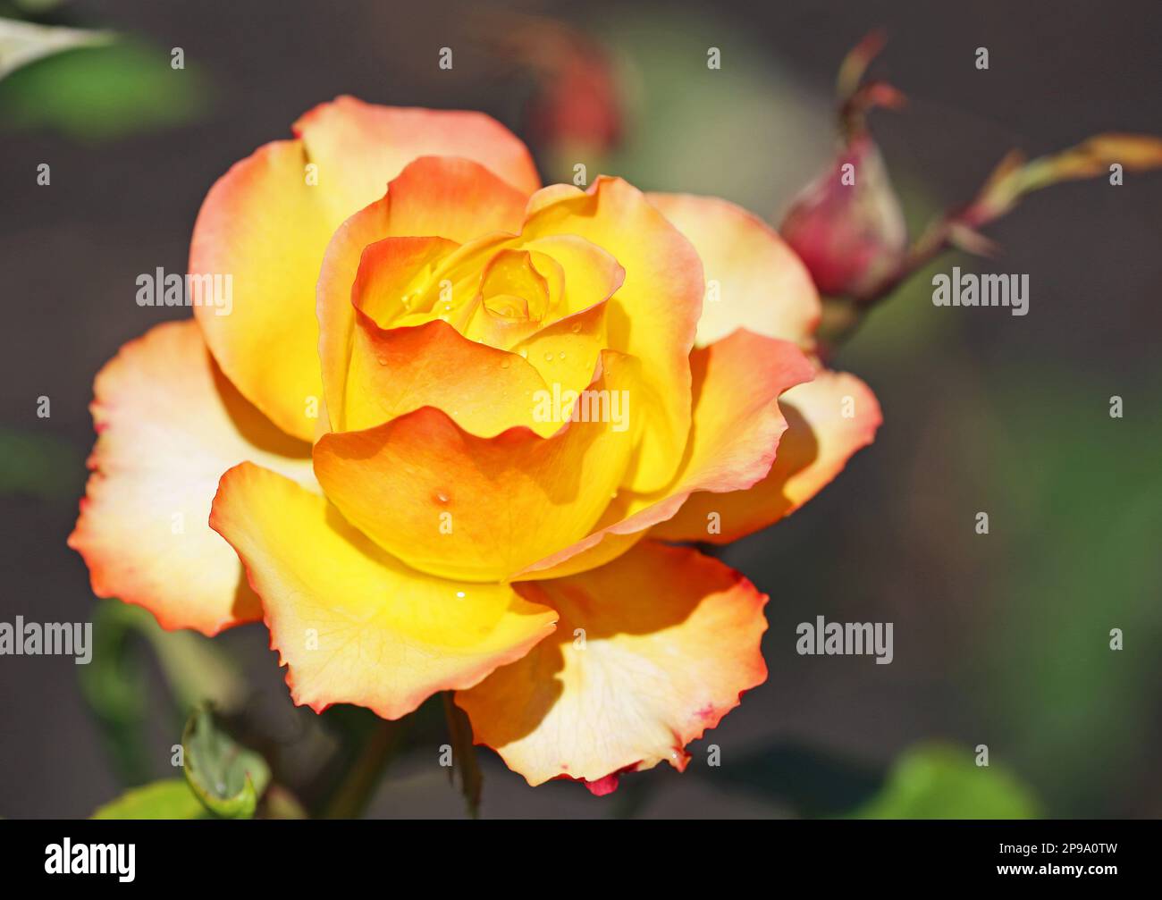 Rose flower petals hi-res stock photography and images - Alamy