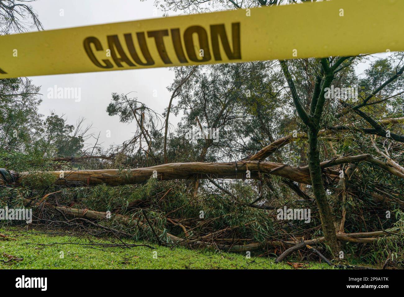 A caution tape surrounds a fallen Eucalyptus tree at Elysian Park in ...