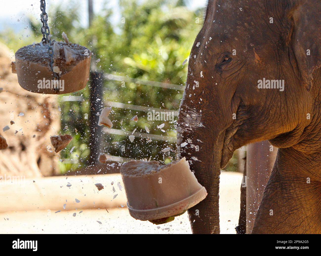 A elephant breaks up an ice block as he attempts to cool down at Sydney ...