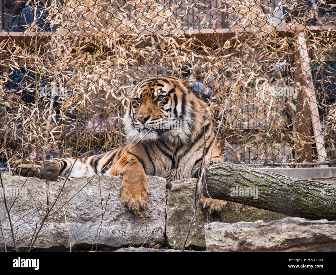 Close up of large orange, black, and white Sumatran Tiger at the Kansas ...