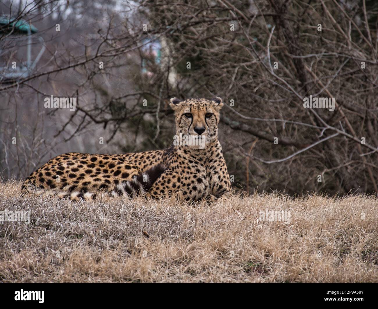 Yellow and black male cheetah relaxing in the meadow at the Kansas City ...