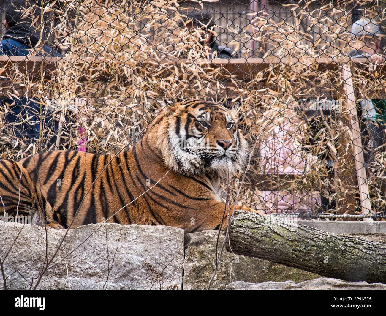 Male sumatran tiger predator hi-res stock photography and images - Alamy