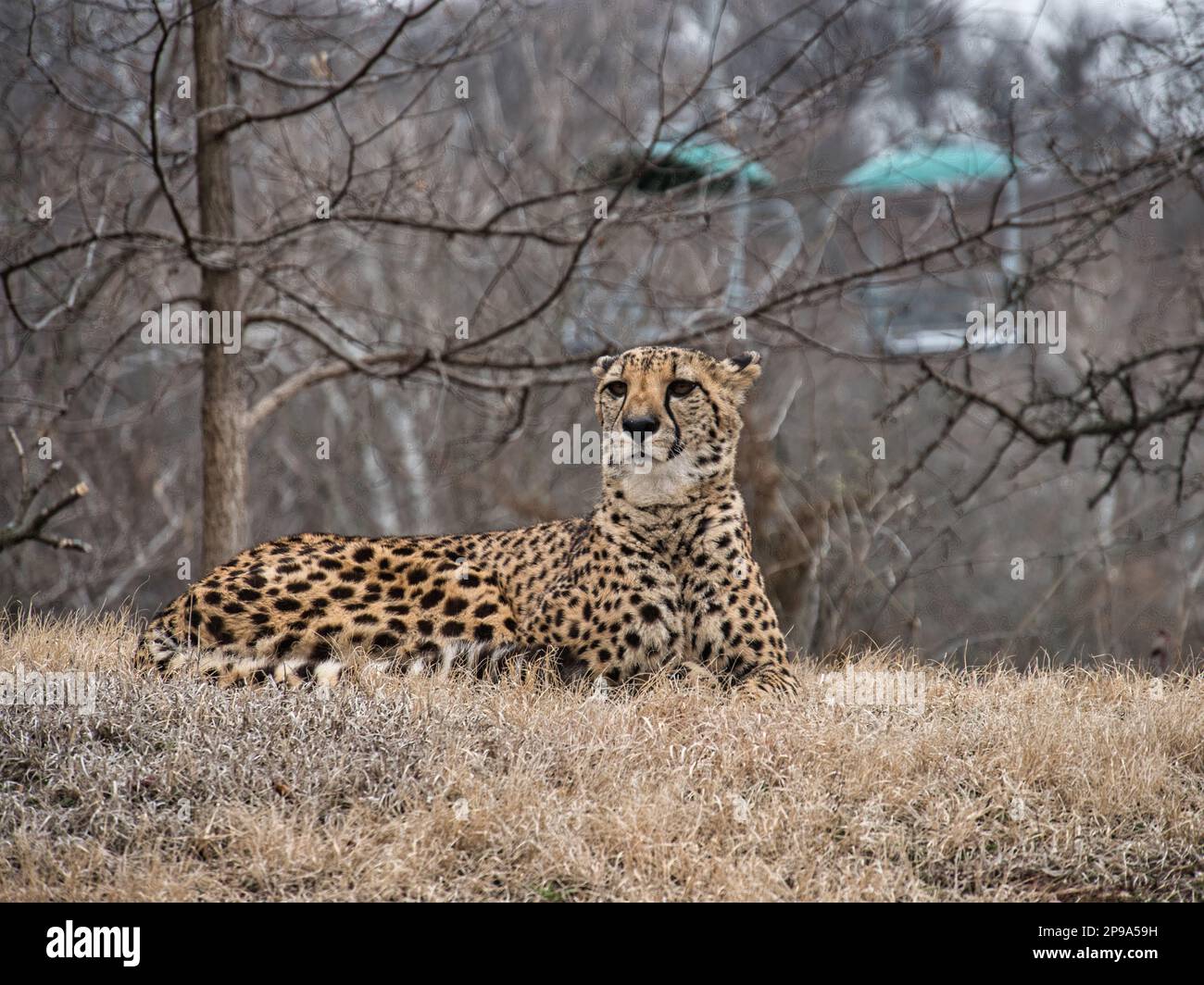 Yellow and black male cheetah relaxing in the meadow at the Kansas City ...