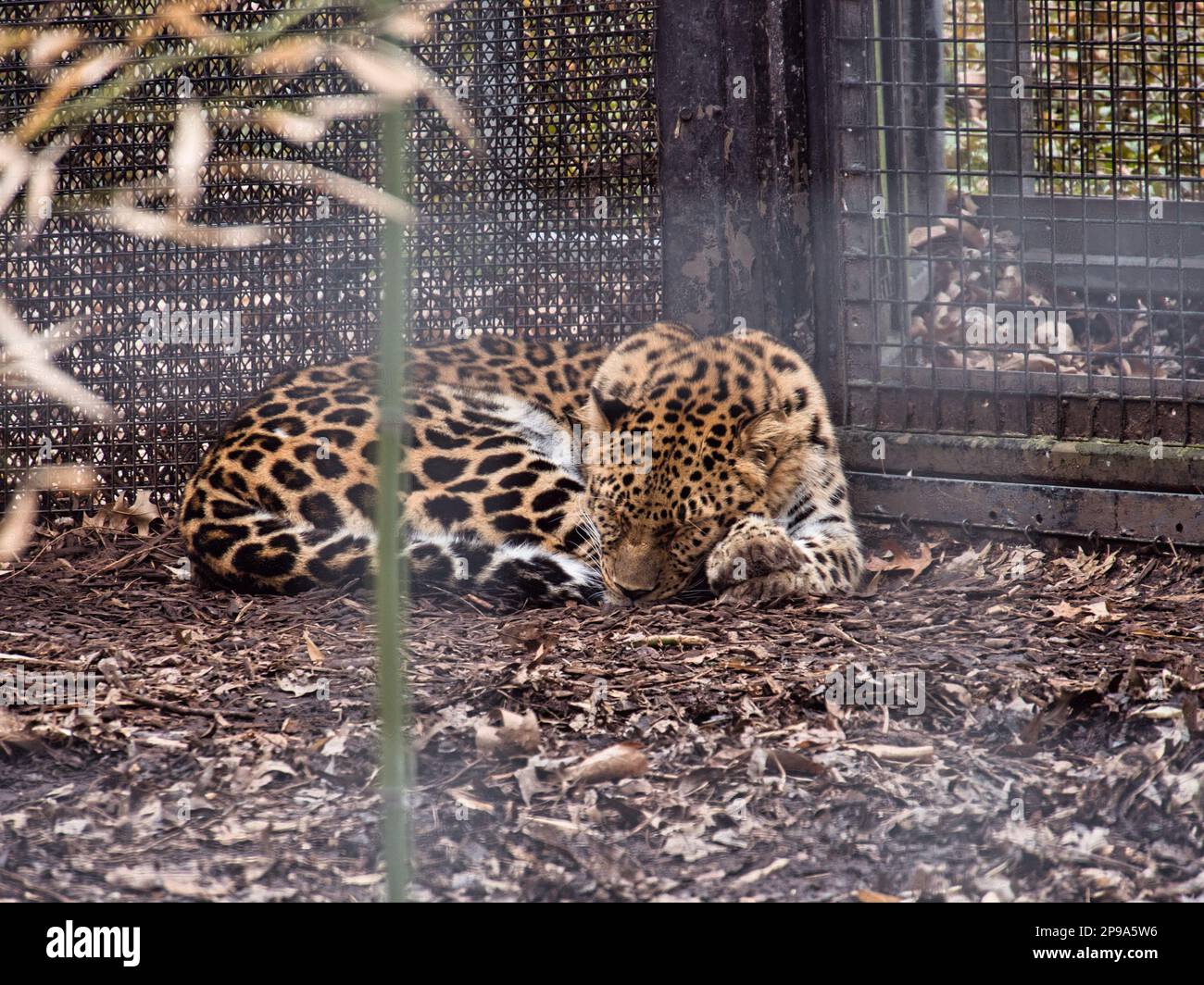 Leoport hi-res stock photography and images - Alamy