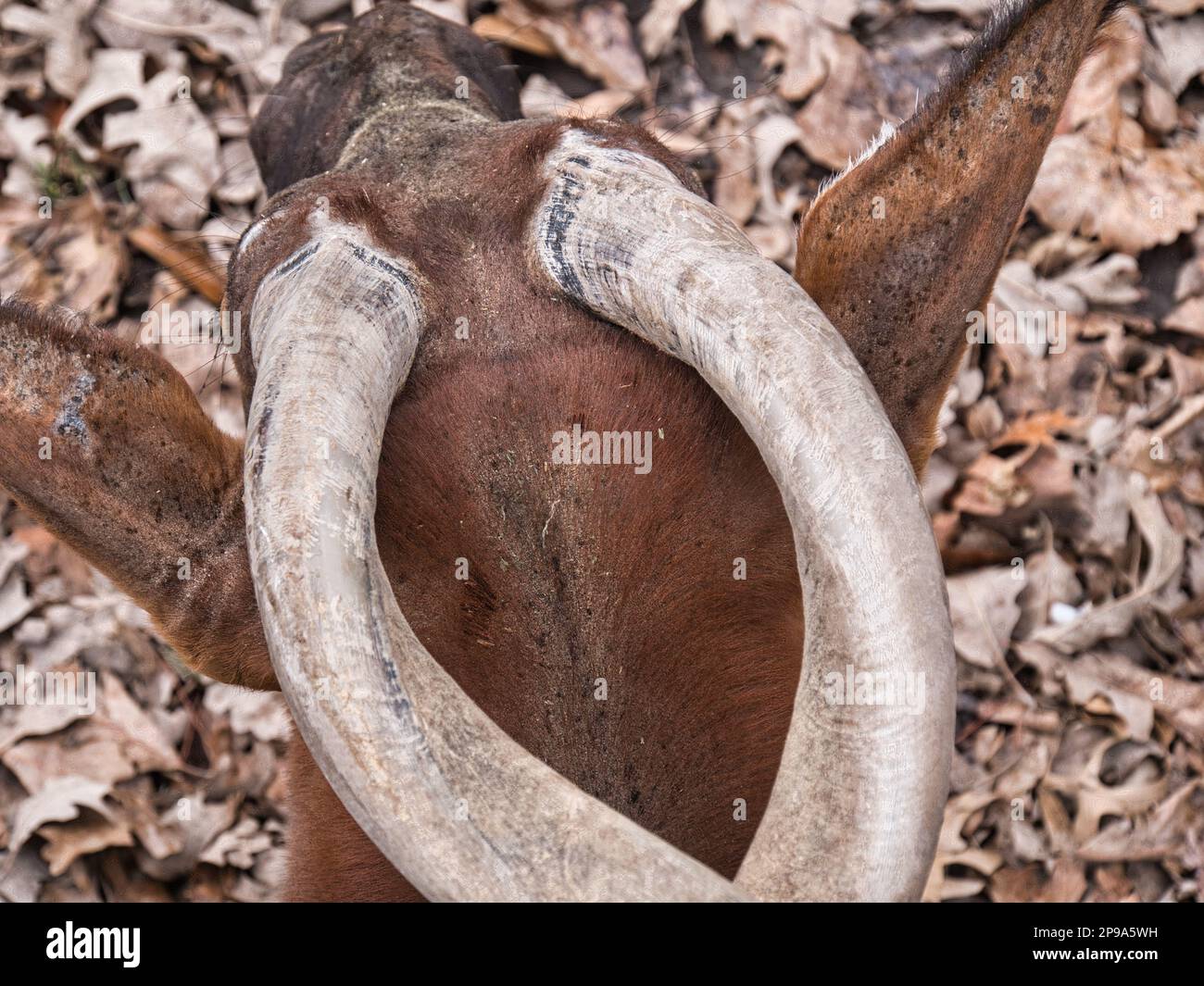 African Bongo relaxing at the KC Zoo. This image is a close up of the ...
