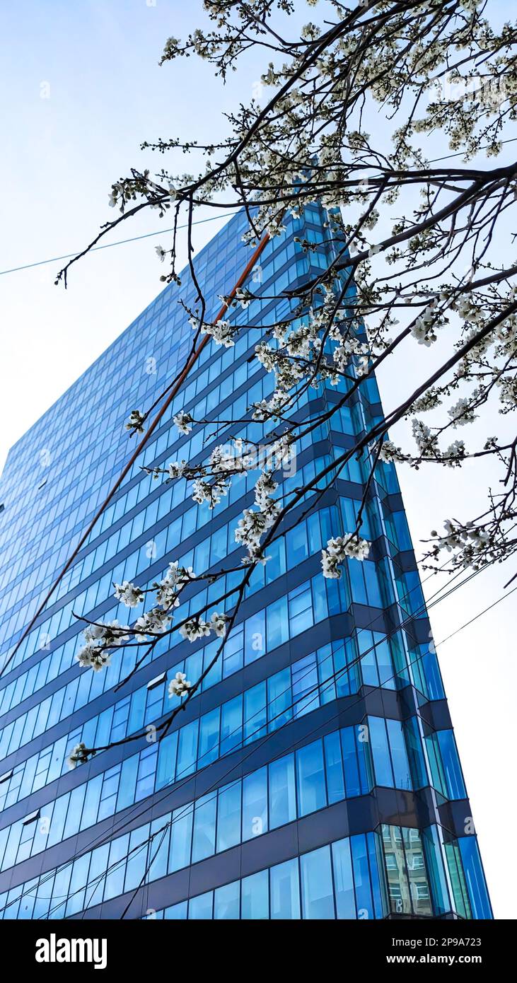 Tree bloom against city skyscraper and blue sky. Nature in a big city ...