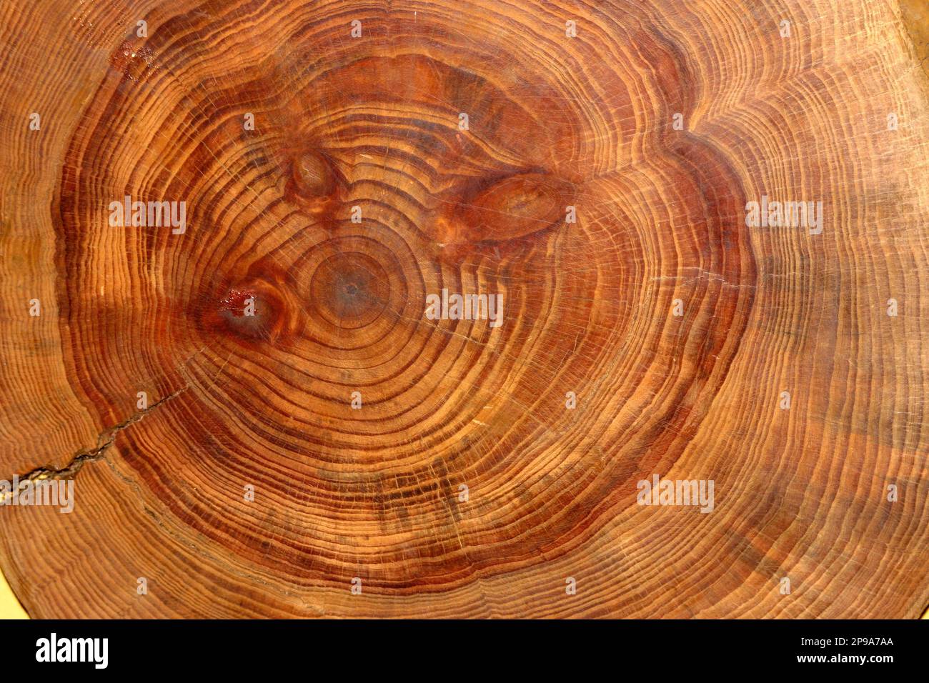 Tree growth rings Stock Photo - Alamy