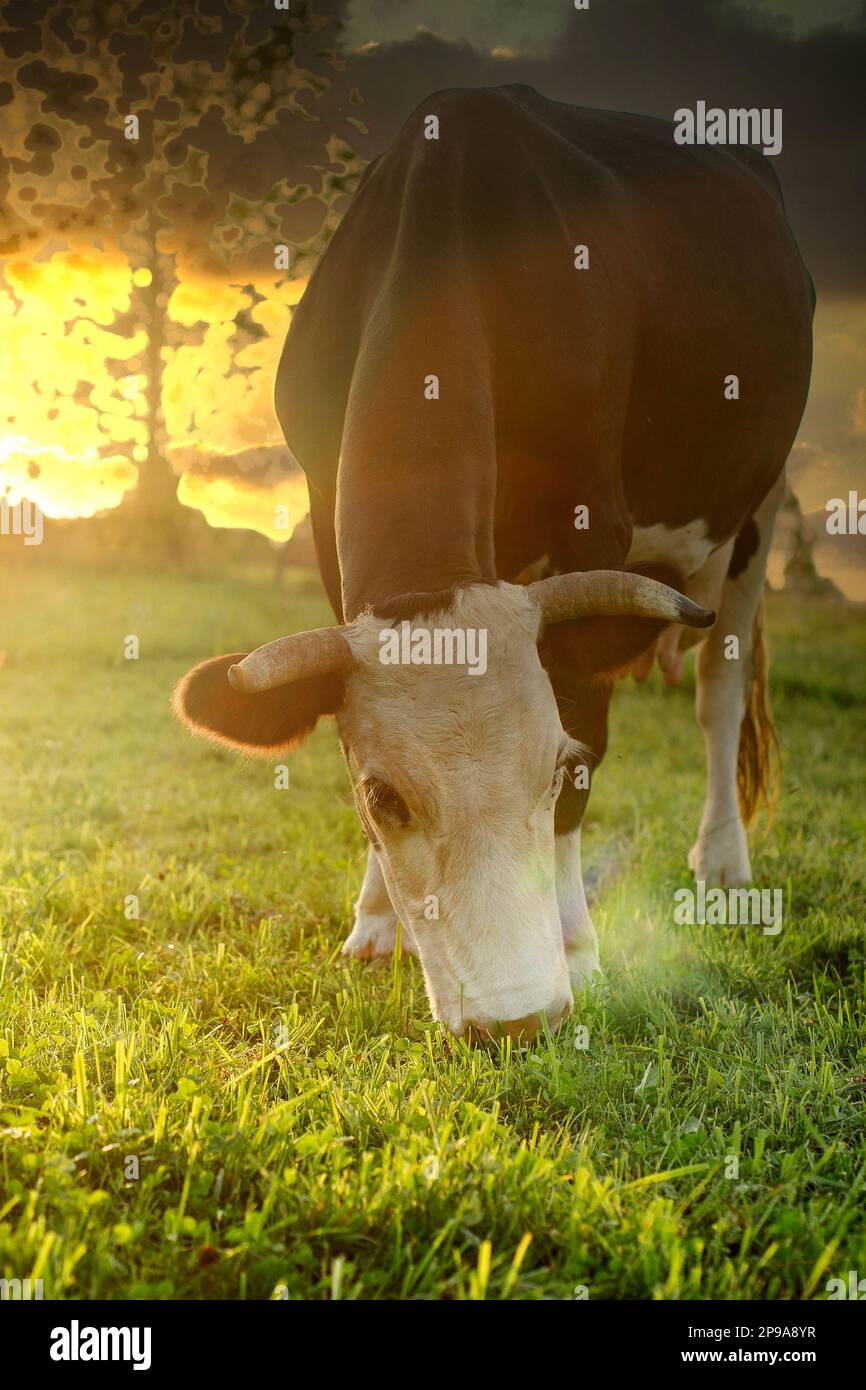 A black and white cow is grazing, eating blades of grass on a green ...
