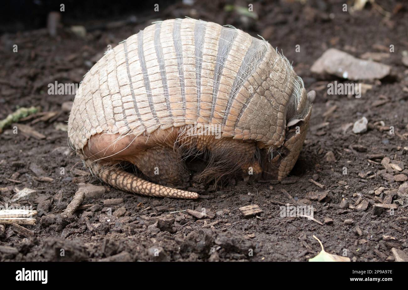 Picture of a Pangolin Stock Photo - Alamy