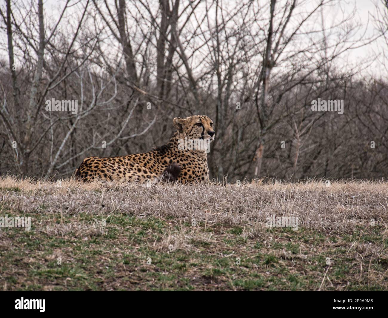 Yellow and black male cheetah relaxing in the meadow at the Kansas City ...