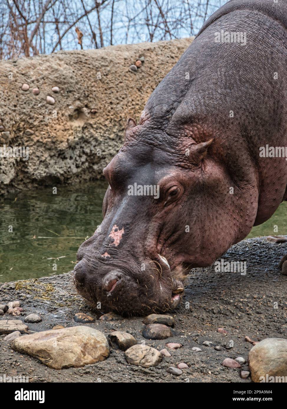 Hippopotamus eating on land on a cold Winter day at the KC Zoo in ...