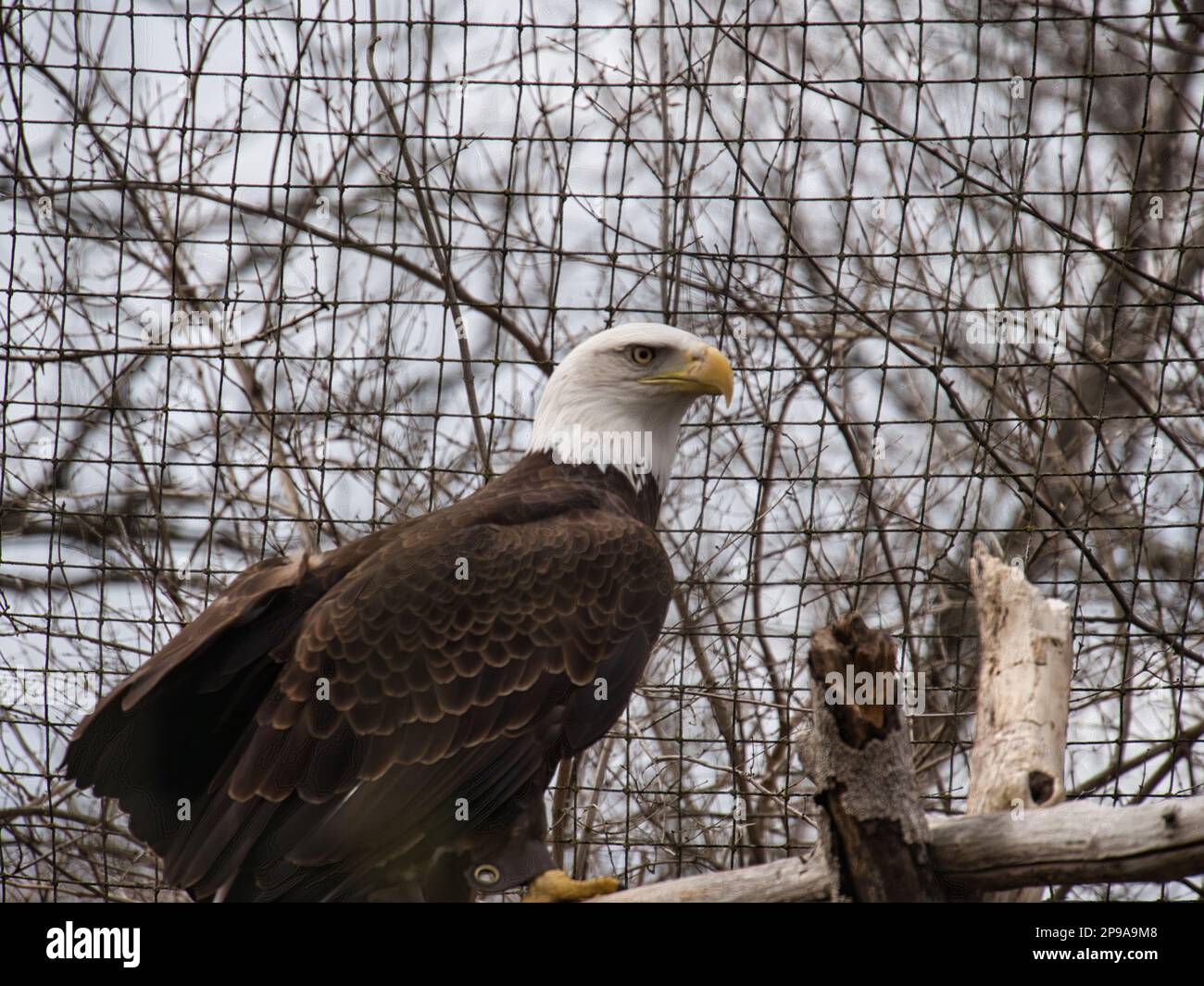 North American Bald Eagle perched on a branch at the Kansas City Zoo on ...