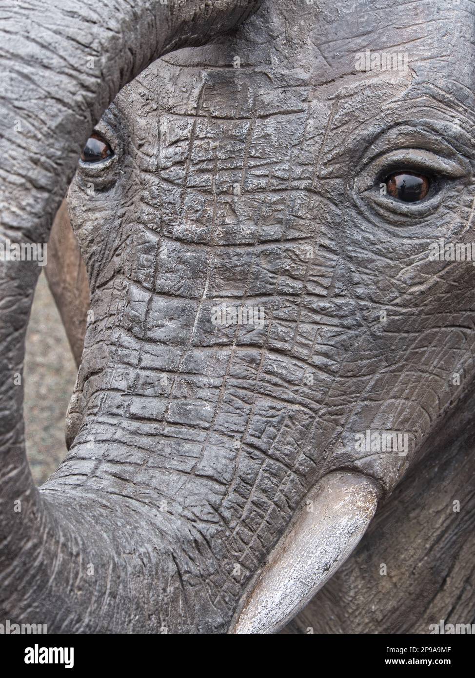 Kansas City, Missouri - March 4, 2023 - Close up of beautiful Elephant ...