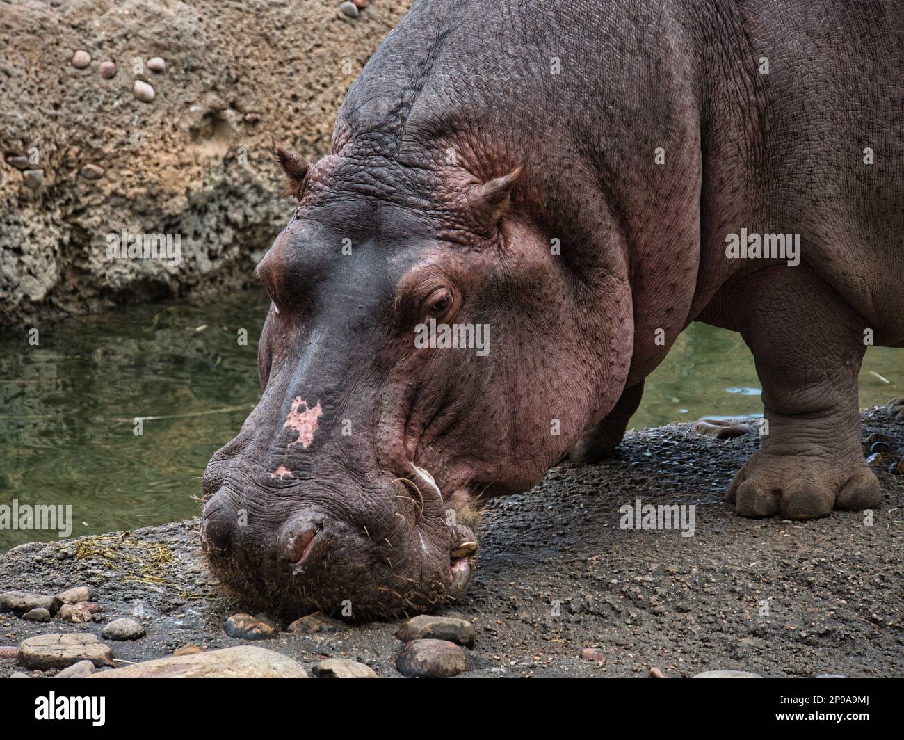 Hippopotamus eating on land on a cold Winter day at the KC Zoo in ...