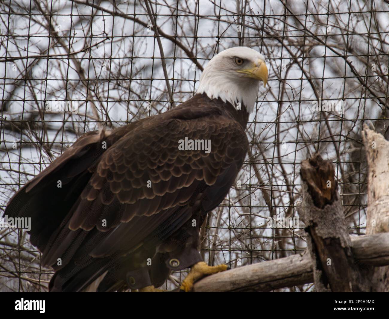 North American Bald Eagle perched on a branch at the Kansas City Zoo on ...
