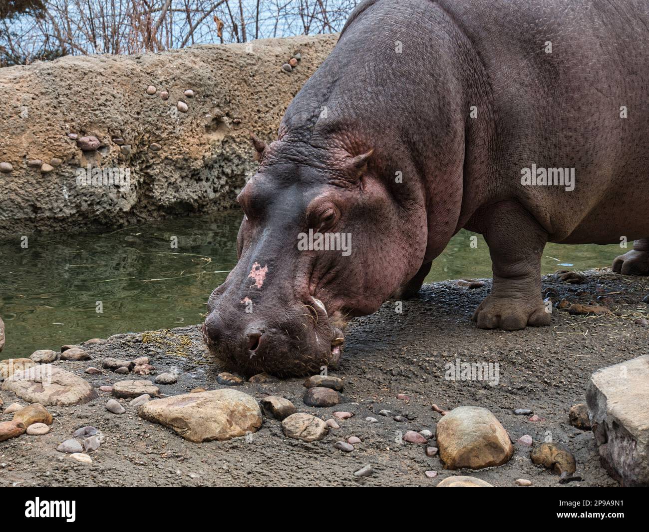 Hippopotamus eating on land on a cold Winter day at the KC Zoo in ...
