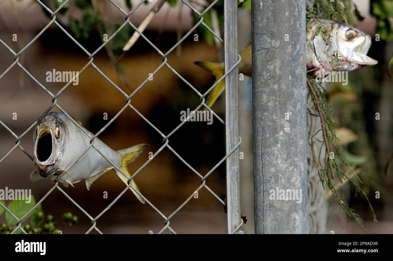 Fish remain stuck in a fence as flood waters caused by Hurricane Ike ...